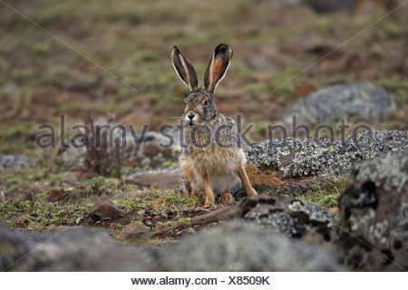 Ethiopian highland hare (Lepus starcki), Bale Mountains, Ethiopia Stock ...