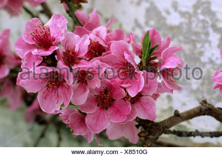 Prunus persica. Peach peregrine flower blossom Stock Photo - Alamy