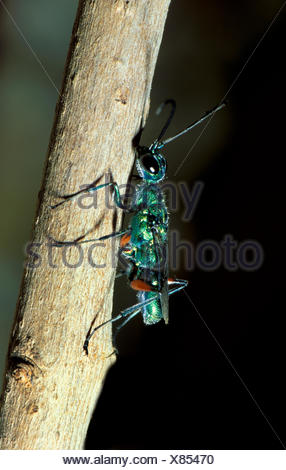 Emerald Cockroach Wasp or Jewel Wasp (Ampulex sp., family Ampulicidae ...