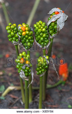 Arum lily (Arum) seed pods, Lower Saxony, Germany Stock Photo - Alamy