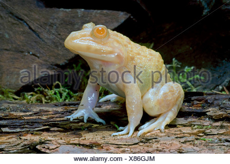 East-Asian Bullfrogs Hoplobatrachus rugulosus in net for sale in a ...