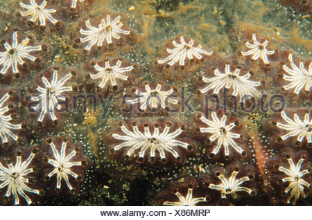 Golden star tunicate Botryllus schlosseri star ascidian star sea Stock ...