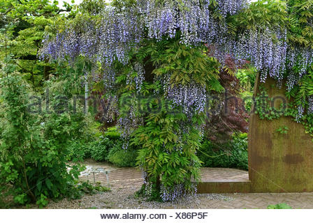 Wisteria cultivar, Wisteria, Purple Stock Photo: 53374252 - Alamy