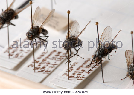 Flies, insects, insect collection, preparation, entomology, needle ...