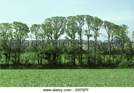 Cornish Elm Ulmus minor ssp. angustifolia (Ulmaceae Stock Photo ...