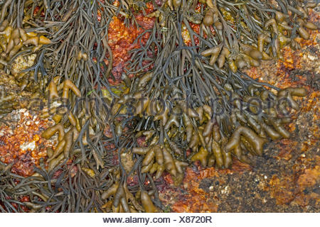 Channelled wrack, Cow Tang, Channel Wrack (Pelvetia canaliculata Stock ...