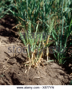 Dwarf bunt (Tilletia controversa) causing dwarfing in bearded wheat ...