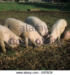 Outdoor duroc X Large white pigs feeding on pig nuts on the ground ...