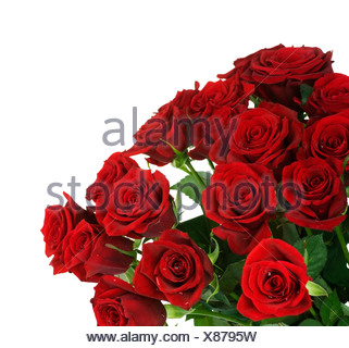 Big red roses bunch isolated on white background Stock Photo - Alamy