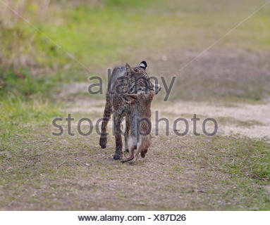 Wild Bobcat Holds a Rabbit in its Mouth Stock Photo: 95256646 - Alamy