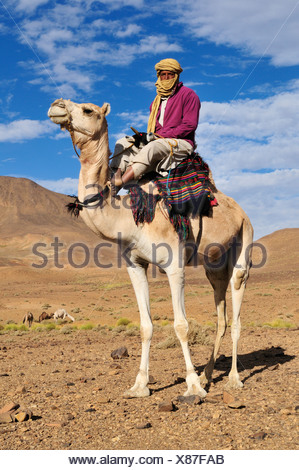 Tuareg, Targi, man sitting on a camel, Hoggar, Ahaggar Mountains Stock ...
