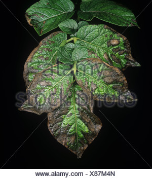 Potato leaf necrosis magnesium deficiency due to excessive potassium ...