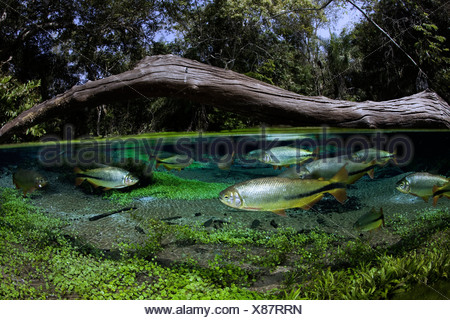Piraputanga fish (Brycon hilarii) split level in the main spring at ...