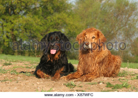 Golden Retriever & Gordon Setter Stock Photo: 75330665 - Alamy