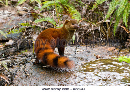 Endemic Ring-tailed Mongoose (Galidia elegans), also known as the ring ...