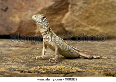 Chinese butterfly lizard, Leiolepis reevesii Stock Photo: 31066911 - Alamy