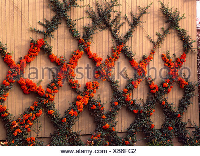 FIRETHORN ESPALIER (PYRACANTHA COCCINEA) / PENNSYLVANIA Stock Photo - Alamy