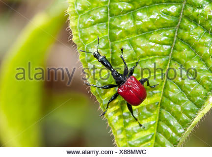 Female, Giraffe Weevil, Trachelophorus giraffa, Sahamalaotra Reserve ...