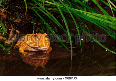 Cranwell's Horned Frog (Ceratophrys cranwelli) young Stock Photo ...