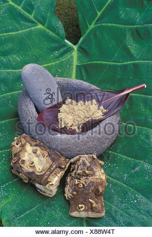 Awa root, Hawaiian medicinal plant Stock Photo: 16238842 - Alamy