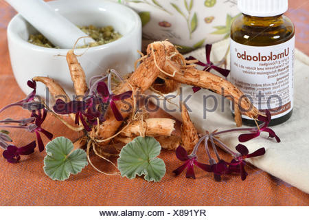 Umckaloabo, South African Geranium (Pelargonium sidoides, Pelargonium ...