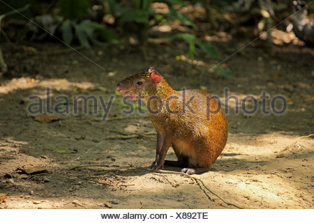 Ruatan Island agouti (Dasyprocta ruatanica Stock Photo: 80136849 - Alamy