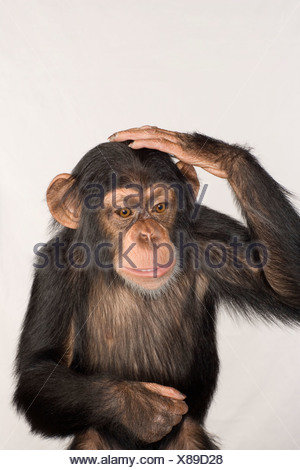 Monkey scratching Head Stock Photo: 91261228 - Alamy