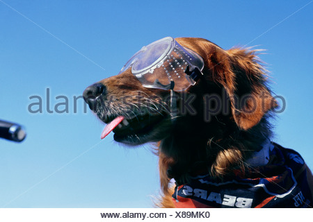 Golden Retriever Riding in Motorcycle Sidecar Stock Photo - Alamy