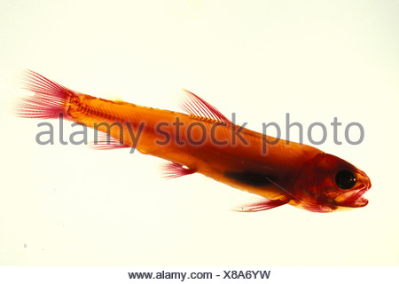 atlantic salmon parr Stock Photo: 244204048 - Alamy