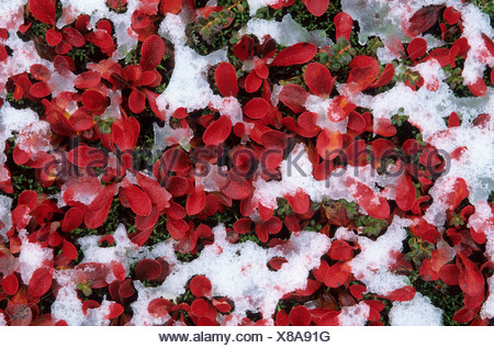 Autumn colors alpine bearberry Arctostaphylos alpina alpine blueberry ...