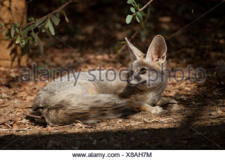 Israel, Negev Desert, Blanford's Fox (Vulpes cana) a small fox found in ...