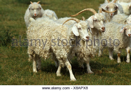 Angora Goat, Breed producing Mohair Wool, Billy-goat with long Horns ...