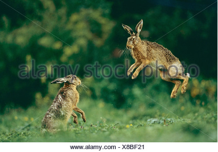two European Hares - jumping / Lepus europaeus Stock Photo - Alamy