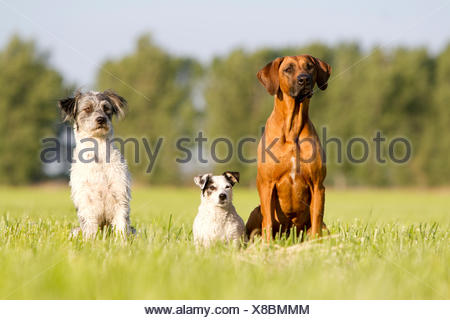 Rhodesian Ridgeback & Parson Russell Terrier Stock Photo: 75331452 - Alamy