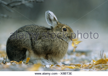 Close up of a Snowshoe Hare eating grass in Denali National Park Stock ...