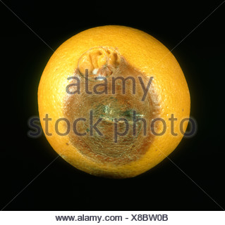 Navel end rot (Alternaria citri) shown in orange fruit section Stock ...