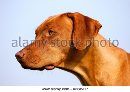 Rhodesian Ridgeback Livernose Stock Photo: 71526643 - Alamy