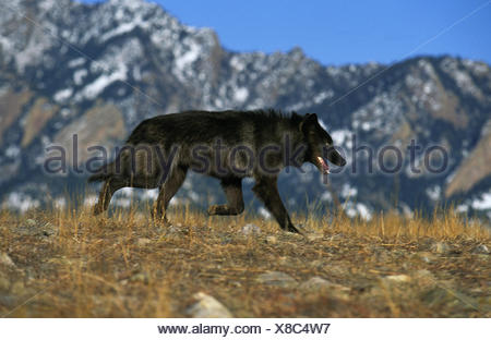 Mackenzie Valley wolf (Canis lupus occidentalis), Canadian timber Stock ...