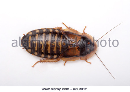 Cockroach Guyana Orange Spotted Roach upside down close up overhead ...
