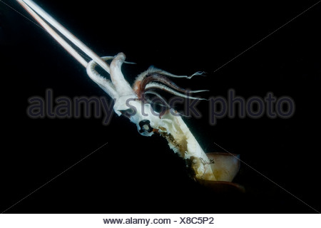 Jumbo Humboldt Squid eaten from Squid of same Species Cannibalism Stock ...