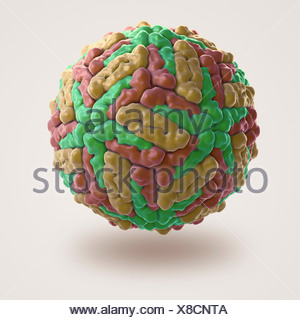 Structure Dengue virus (DENV) (PDB 1K4R) cause dengue fever. It is ...