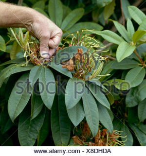 Dead-heading - Rhododendrons after flowering TAS011218 Stock Photo - Alamy