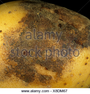 Violet root rot Helicobasidium purpureum storage rot on harvested Stock ...