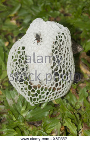 Phallus indusiatus or veiled lady mushroom Stock Photo: 94088313 - Alamy