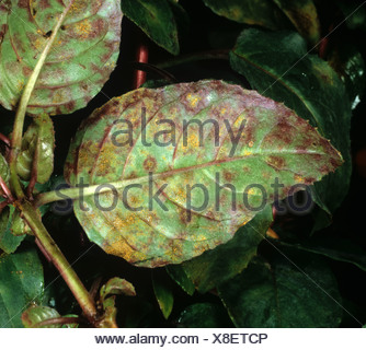 Fuchsia rust (Pucciniastrum epilobii) pustules on the underside of a ...