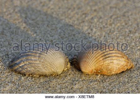 cockles on a beach in the netherlands Stock Photo - Alamy