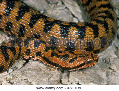 Asp Viper, vipera aspis, Venomous Snake in France Stock Photo - Alamy