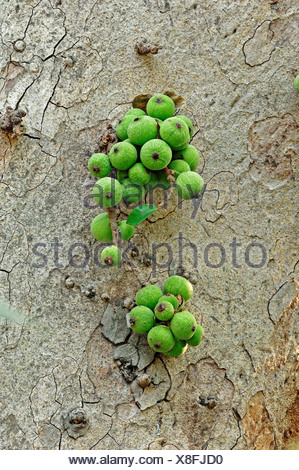 Ficus religiosa. Sacred Fig tree leaf / Bodhi tree leaf pattern Stock ...