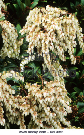 Pieris japonica 'Purity' Stock Photo - Alamy