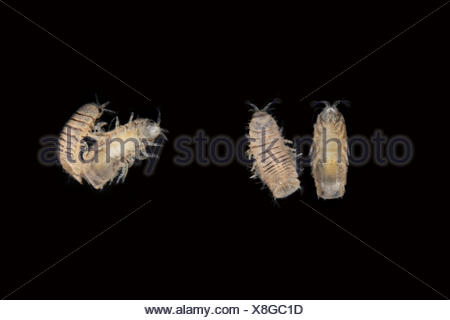 Gribble - Limnoria lignorum Stock Photo: 79932606 - Alamy